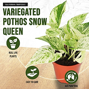 California Tropicals Pothos Snow Queen - 4" Live Plant - Variegated White and Green Leaves - Easy to Care for - Perfect for Indoor and Outdoor Home Decor, Office, and Gift - Pot Included