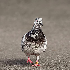 HANABASS 18pcs Aluminium Pigeon Leg Rings Dove Leg Rings Identify Bands Training Identify Birds Foot Ring for Pigeons Lovebird Coturnix Quail Chicken Goose Gamefowl Turkey Multicolor