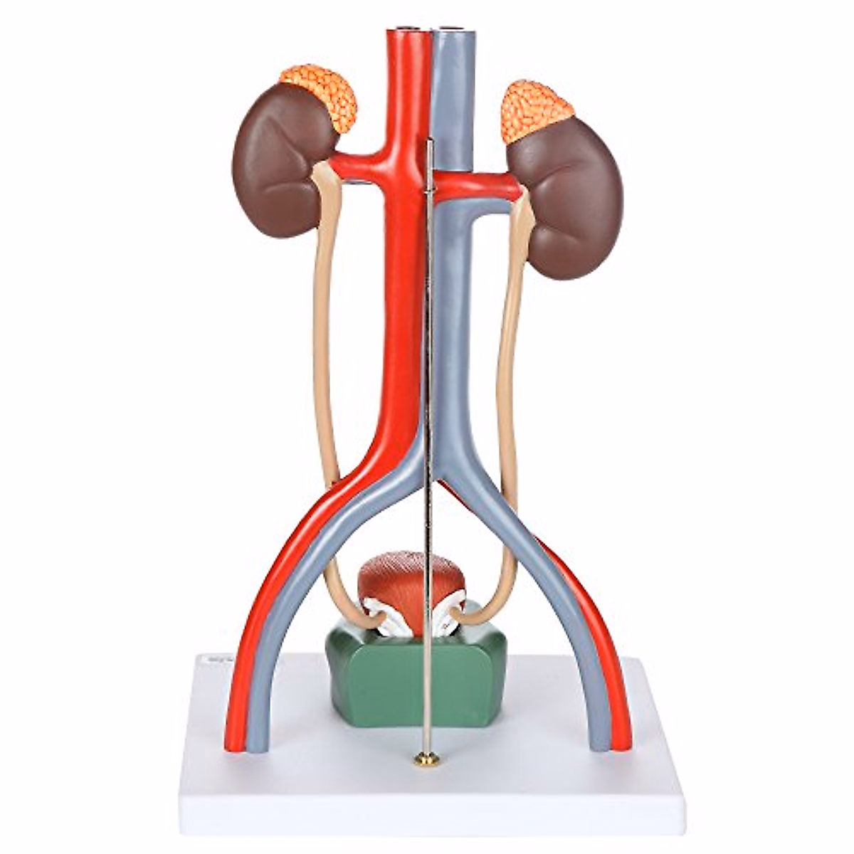 Axis Scientific Anatomy Model of Male Urinary System | Urinary System Model is 13.5 Inches Tall | Features Kidneys with Adrenal Glands, Ureters, and Bladder | Includes Product Manual