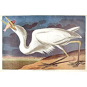 Great White Heron. From"The Birds of America" (Amsterdam Edition)