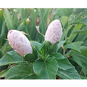 100 pcs Mix Hibiscus Luna Flower Seed Perennial Flower Garden Plant