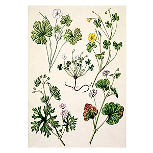Ink Inc. Botanical Prints Floral Wildflowers Wall Art Prints - Set of 9-5x7- Matte - Unframed