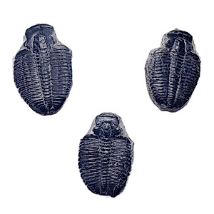 Elrathia Kingi Trilobite Fossil Specimen - Natural - Found in USA!