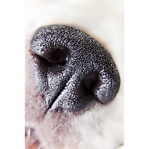 Canon EOS Rebel XT 10x High Definition 2 Element Close-Up (Macro) Lens (58mm)