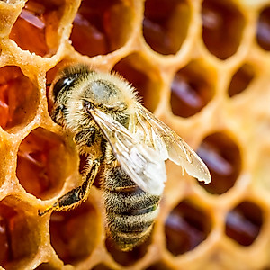 Earthborn Elements Bee Propolis, 1 Gallon Bucket, Pure & Natural, Bulk Size