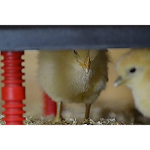 RentACoop Chick Brooder Heating Plate - Brooder Heat Plate Warms Up to 30 Chicks - Chick Heater with 25 Adjustable Heights and 42 Watts - Safer Alternative to Heat Lamps - 16" x 16"