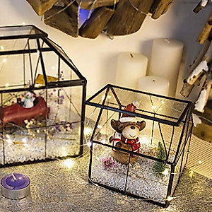 Ferrisland Glass Plant Terrarium Container Wardian Case Indoor Small Succulent Terrarium Planter w/Door for Tabletop Decor DIY Gift - 5.0"x4.3"x4.3"