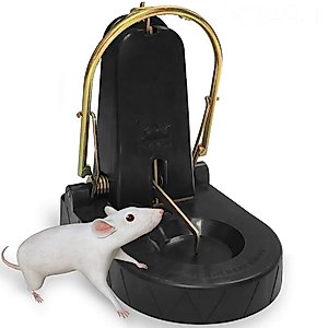 Kat Sense XXL Large Rat Traps, Not All Rodent Traps are Created Equal & This Heavy-Duty Spring Trap Will Prove It - Reusable Pest Control Trap for Rats, Squirrels, and Chipmunks 2 Pack