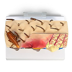 GPI Anatomicals - Canine Skin Model, Skin Model with Flea Bite for Canine Anatomy and Physiology Education, Anatomy Model for Veterinarian’s Office and Classrooms, Medical Study Supplies