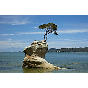 Posterazzi PDDAU03DWA0143 Tree on Rock, Tinline Bay, ABEL Tasman National Park, Nelson Region, South Island, New Zealand Photo Print, 18 x 24, Multi