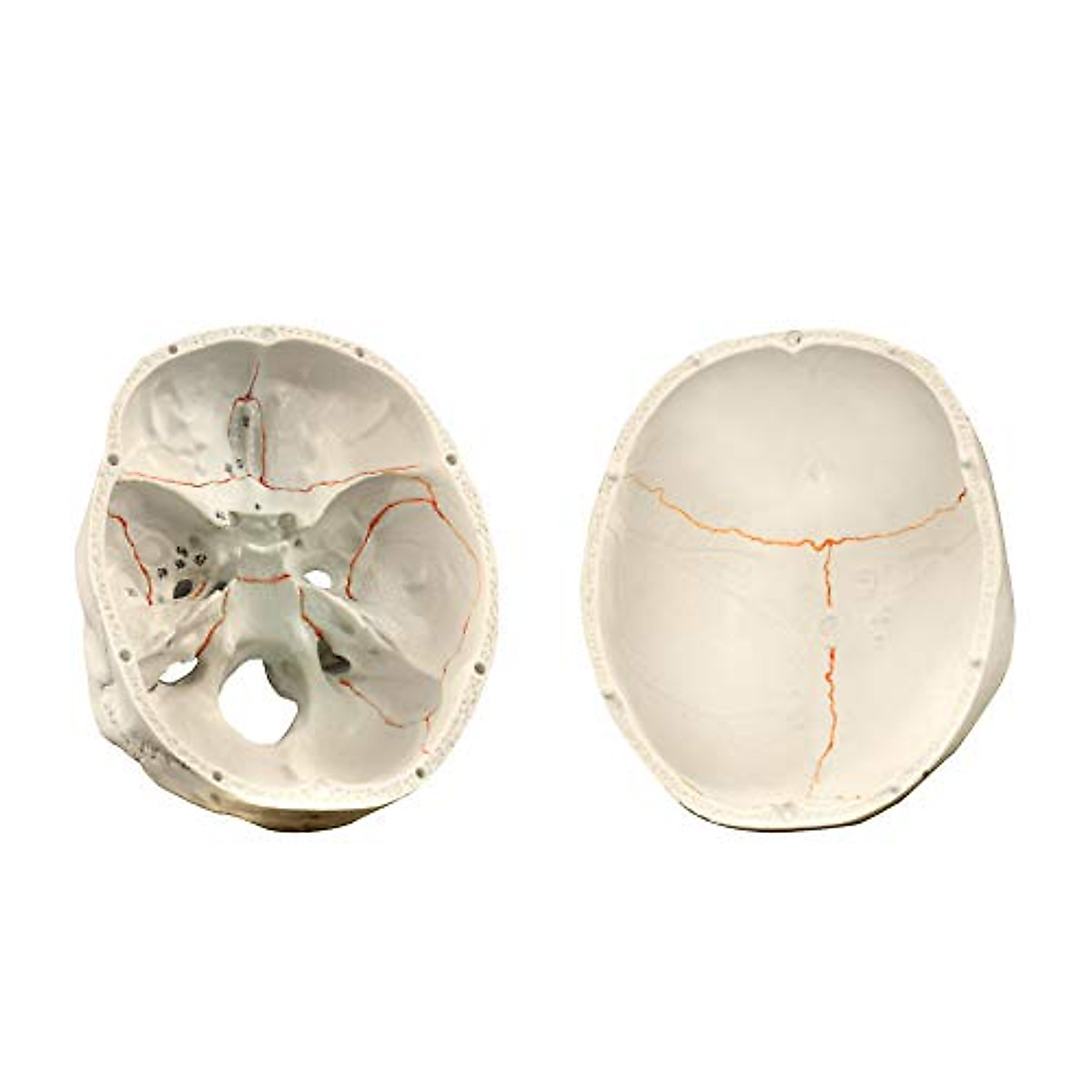 Vision Scientific VAL221 Medical Numbered Human Skull-3 Part | Life Size | from Real Human Skull, Detail Hand Painted Numbering | Sectioned Skullcap | Suture Lines & Full Dentition | Labelled Diagram