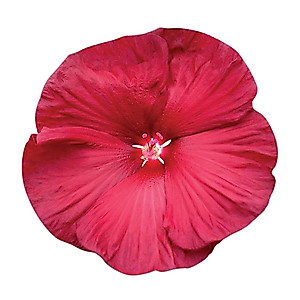 Burpee Honeymoon Red Hybrid Hibiscus Seeds 5 seeds