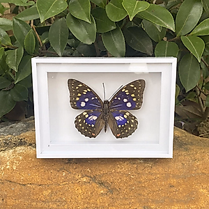CXUEMH 2 Pcs Framed Butterfly Real Butterfly Specimens Taxidermy Butterfly in Frame Insect Collection Home & Office Desktop Decor Craft Gift for Men Women (Color A)