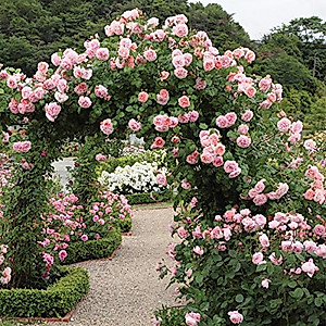 20 Pink Climbing Rose Seeds for Planting Roses Flowers Seed Spring