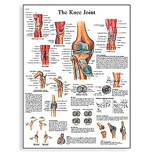 3B Scientific VR1174UU Glossy Paper Knee Joint Anatomical Chart, Poster Size 20" Width x 26" Height