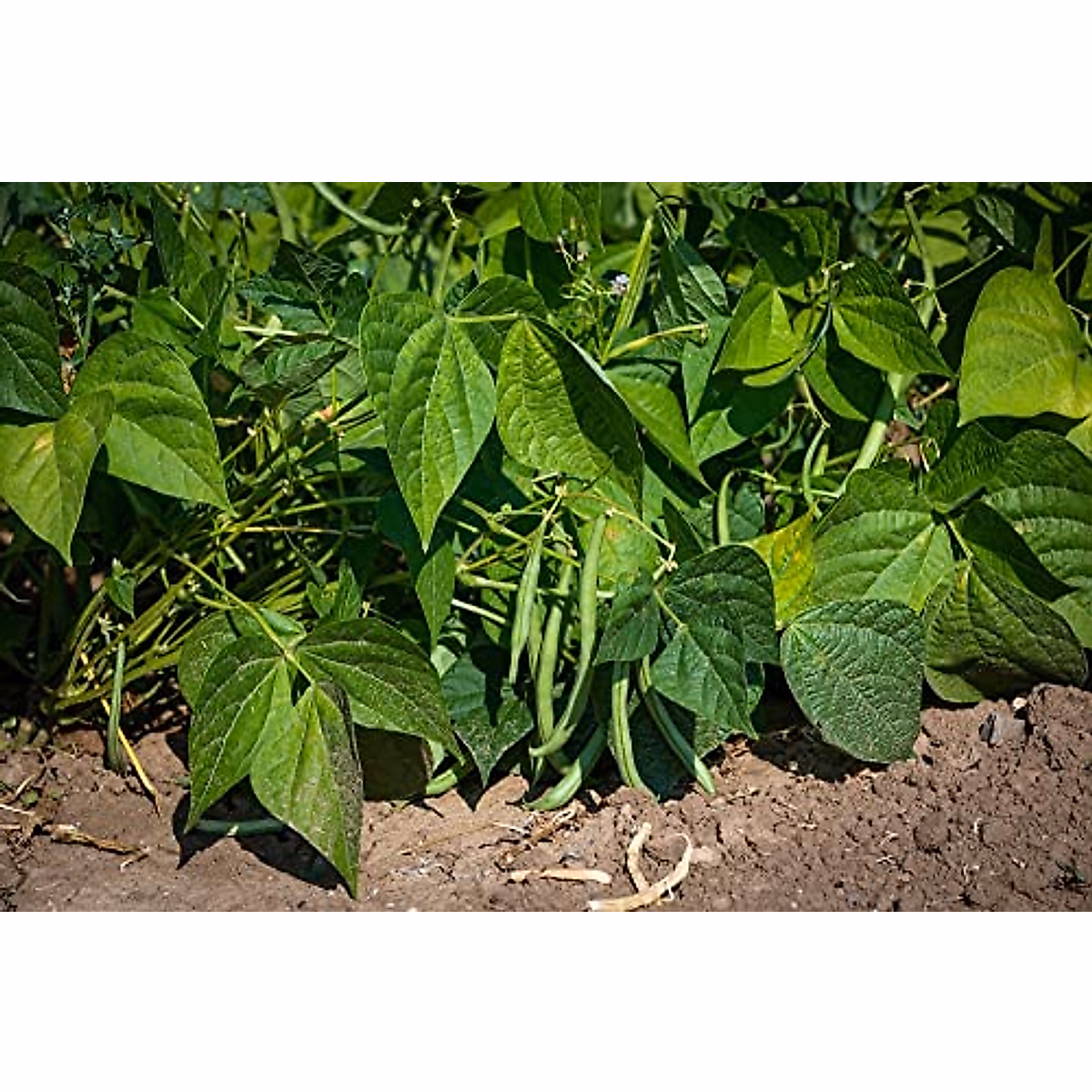 Kentucky Wonder Bush Bean Seeds for Planting, 30+ Heirloom Seeds Per Packet, (Isla's Garden Seeds), Non GMO Seeds, Botanical Name: Phaseolus vulgaris