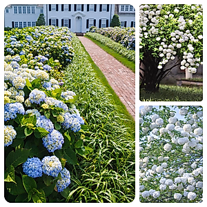 Mixed Hydrangea Seeds Flowers for Planting Non-GMO Home Garden Mixed Colors (100+)