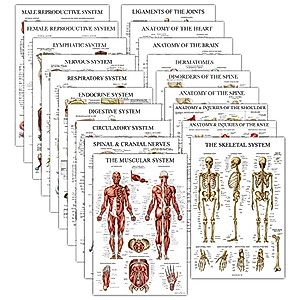 19 Pack - Anatomical Posters - Laminated - Muscular, Skeletal, Digestive, Respiratory, Circulatory, Endocrine, Lymphatic, Male & Female, Nervous, Spinal Nerves, Anatomy Charts - 18" x 24"