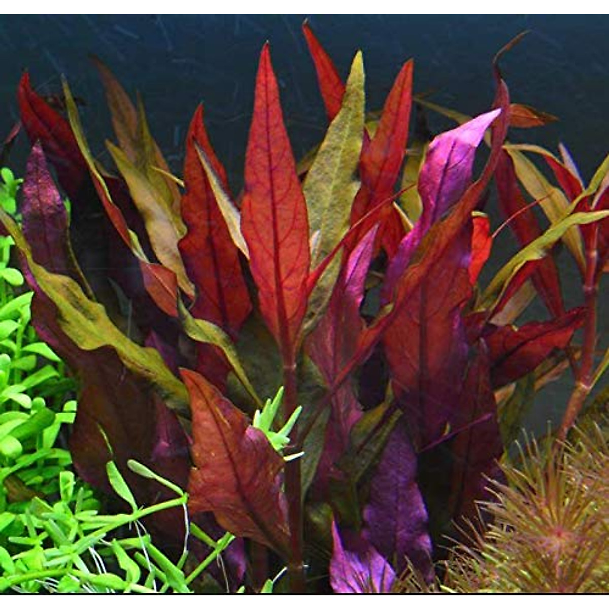 Mainam Alternanthera Reineckii VAR. Roseafolia Telanthera Freshwater Red Stem Live Aquarium Plant
