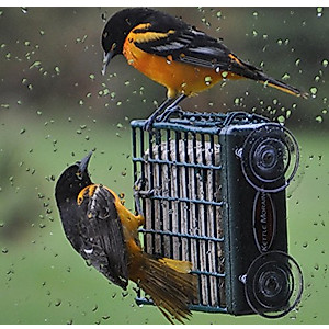 Kettle Moraine Window Mount Single Suet Cake Woodpecker Bird Feeder