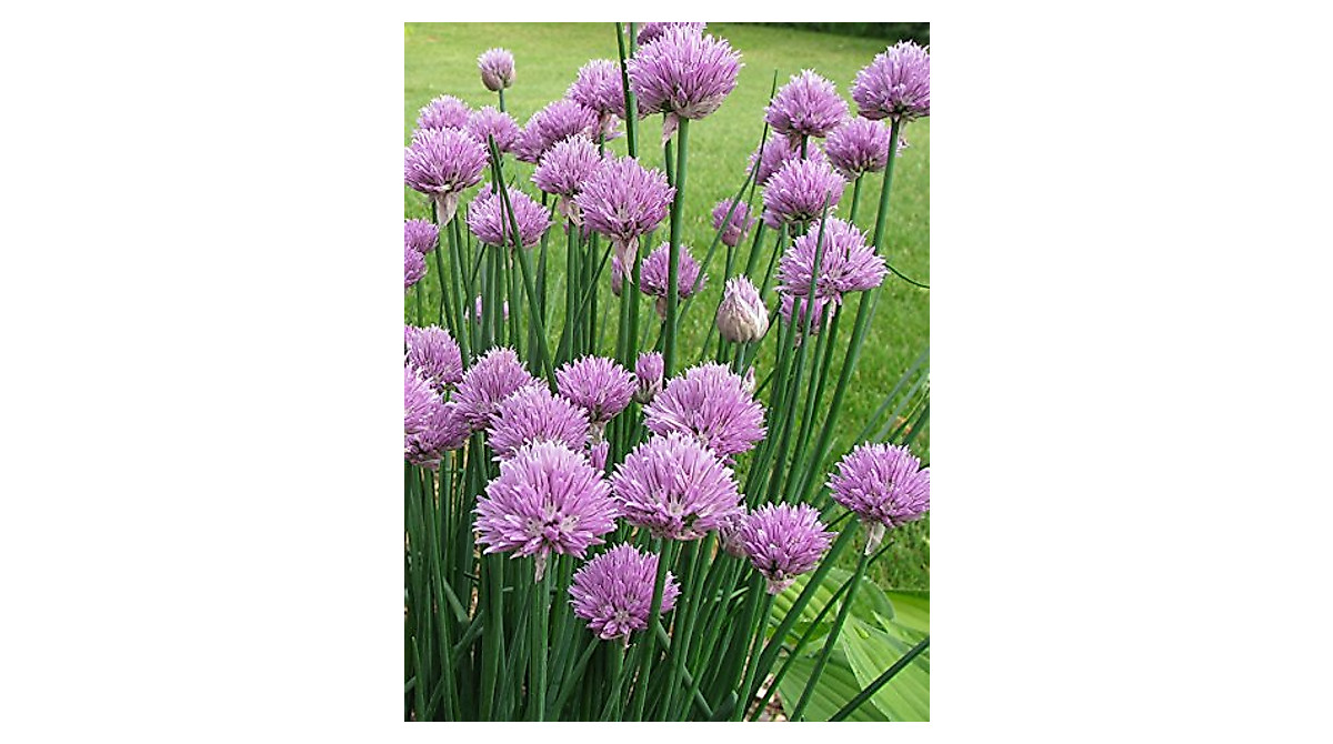 3000 Common Chive Seeds: Non-GMO Bulk for Your Garden