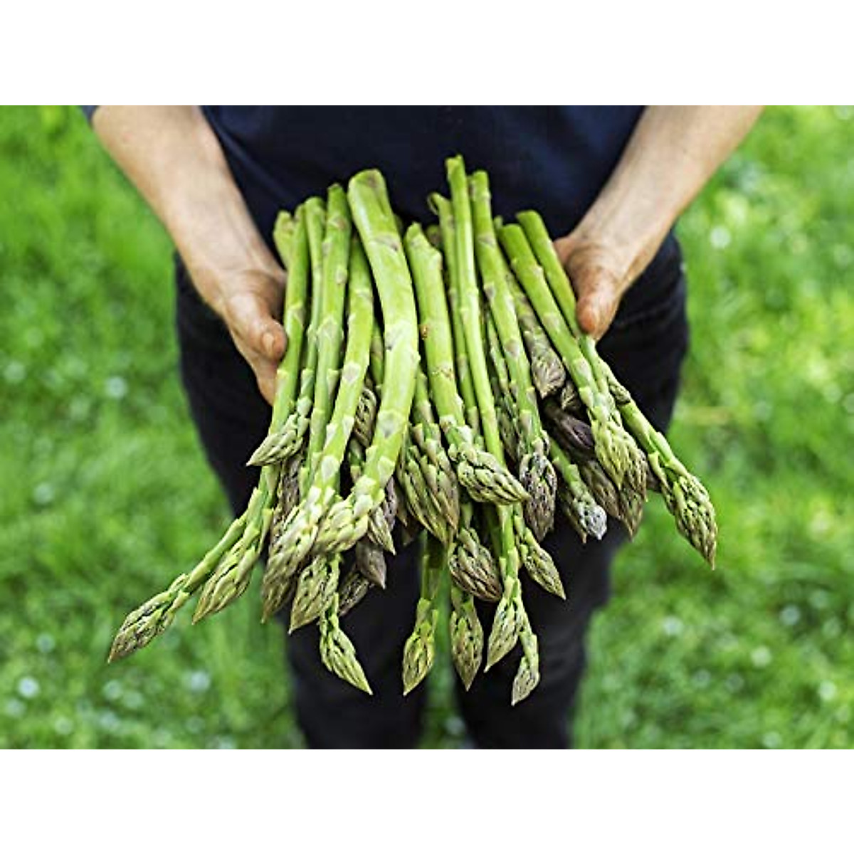 Seeds Asparagus White Giant Vegetable Garden Heirloom for Planting Non GMO