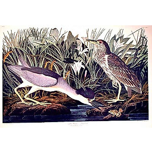 Night Heron or Qua Bird. From"The Birds of America" (Amsterdam Edition)