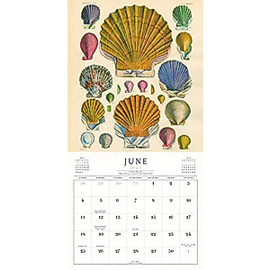 The World of John Derian Wall Calendar 2023: Hand-Colored Works of Art