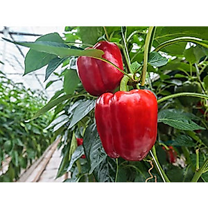 Sweet Bell Pepper Seeds Collection, 200 Seeds, 4 Heirloom Non-GMO Varieties. Giant Green, Yellow Sunbright, Orange Horizon, Big Red.