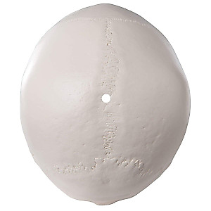 SKUMOD Life Size Human Skull Model, Replica Realistic Human Skull with Removable Skull Cap and Articulated Mandible, Full Set of Teeth, 7.2x4.2x4.95in