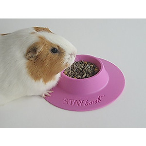 STAYbowl Tip-Proof Ergonomic Pet Bowl for Guinea Pig and Other Small Pets, 1/4-Cup Small Size, Lilac (Purple)