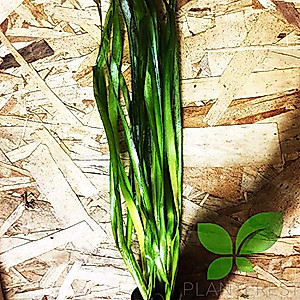 Planterest - Giant Jungle Val | Vallisneria Gigantea Potted Freshwater Live Aquarium Plant BUY2GET1FREE