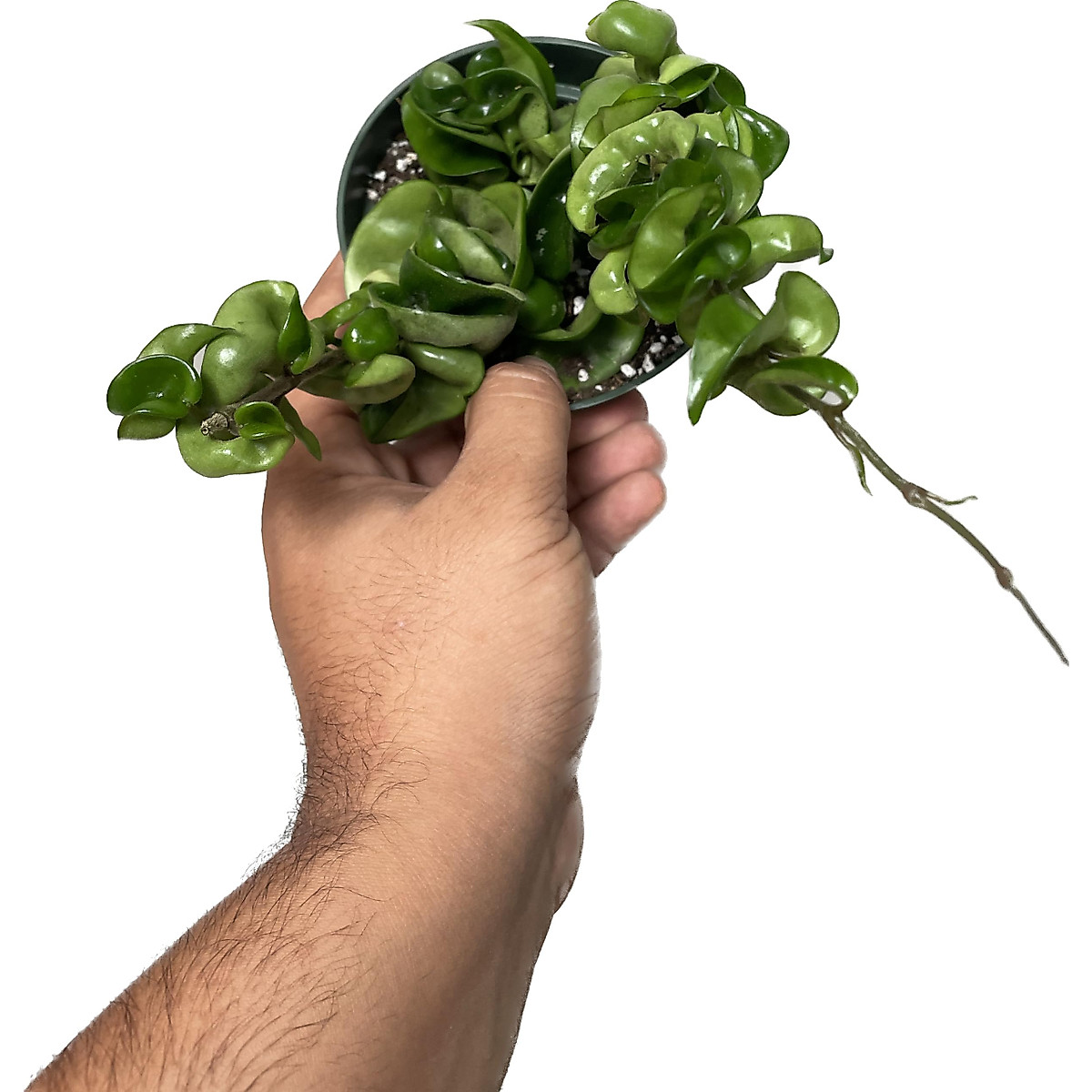 Hoya Compacta aka Hoya Hindu Rope Available in 2", 4", and 6" Pot Live Hoya Plant Air-Purifying Plant (Hoya Compacta, 4" Pot with 2 Plants)