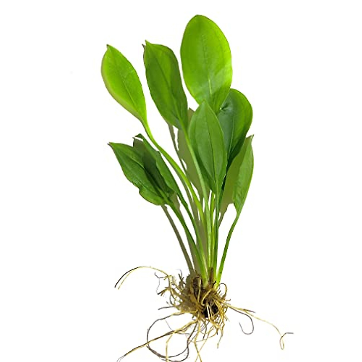 Marcus Fish Tanks - 3X Amazon Sword Echinodorus Bleheri Easy Live Aquarium Plants for Aquatic Freshwater Fish Tank