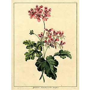 Geraniums Terebinihinums De Cordefolio
