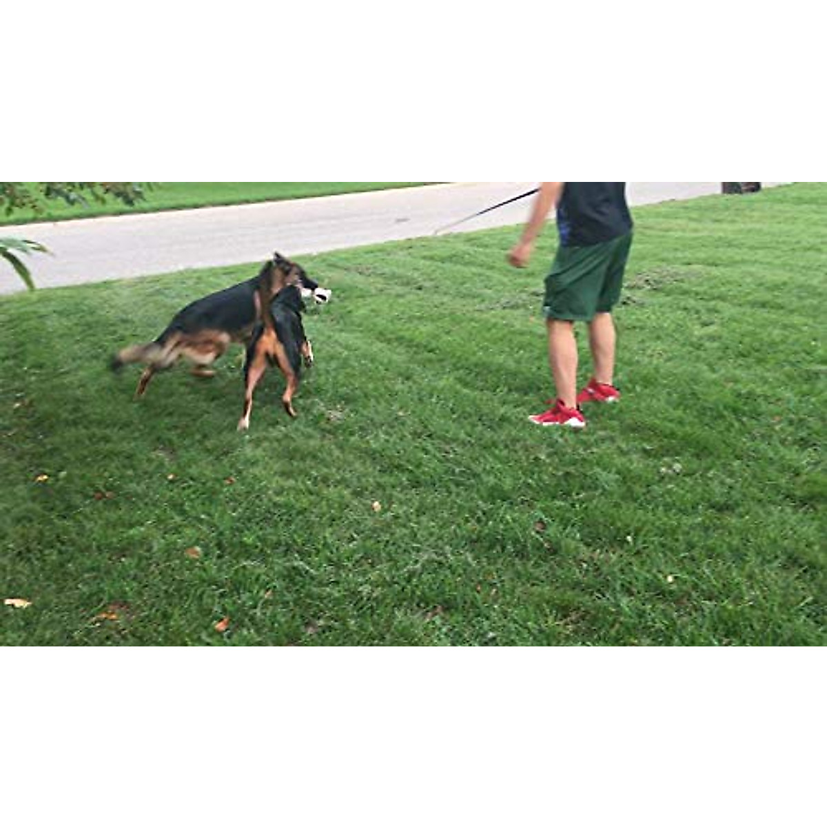 Jalousie Collapsible Dog Flirt Pole with Three Squeaky Toys Plush Toys Dog Teaser Wand Chase it Dog Toy with Refills (Dog Flirt Pole w/ Three Toys) - Upgraded Rope