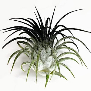 Ionantha Guatemala Tillandsia Air Plant, Guatemala Tillandsia Live Airplant, Healthy Arrival Guaranteed, Great Indoor Plant (Black)