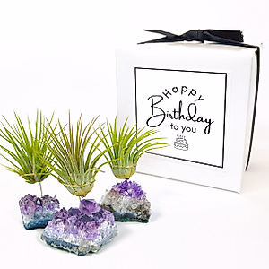 Set of 3 Small Amethyst Crystal Air Plant Holder Includes live Air Plant and Happy Birthday to You Gift Box