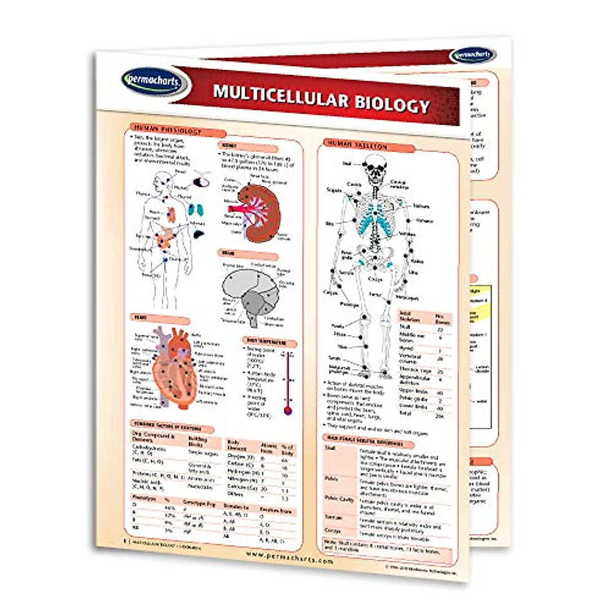 Permacharts Nursing, BSN, Registered Nursing Year 1 Curriculum Essential Quick Reference Guides - 20 Chart Bundle Medical Nursing Charts Bundle