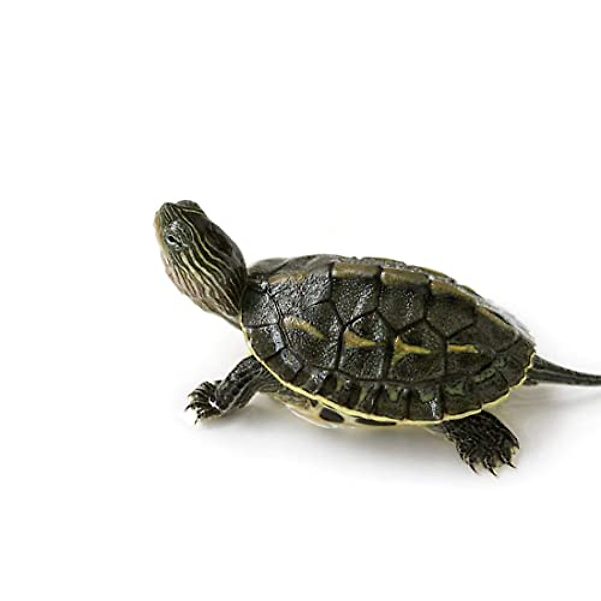 Hatortempt 10lbs Bulk Non-GMO Dried Mealworms for Reptile, Tortoise, Amphibian, Lizard, Wild Birds, Chickens, Duck, Poultry etc