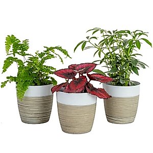 Costa Farms Live House Plants (3 Pack), Easy to Grow Live Indoor Houseplants, Grower's Choice Air Purifier Set, Potted in Indoors Garden Plant Pots, Potting Soil, Housewarming Gift, Home or Room Decor