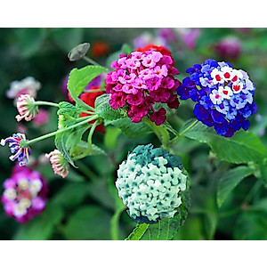 Lantana Flower Seeds for Planting - 200+ Mixed Color Flower Seeds to Plant - Made in USA, Ships from Iowa. Very Good Butterfly Plant