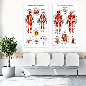 THE ART OF SCIENCE 2-Pack Muscular System Posters - Male and Female Muscle System Models - Human Anatomy Posters, Medical Posters, Human Body Posters - Laminated - 18x30