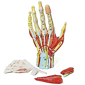 Evotech Numbered Hand Anatomical Skeleton Model W/Bones Muscles Ligaments Nerves and Blood Vessels, 7 Parts Life Size Medical Quality Hand Joint Easy Mounting for Medical Classroom Teaching Study