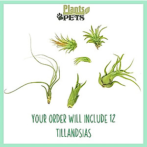 Tillandsia Air Plants Live Indoor Plants (12PK), Airplants Variety Live Plant Kit, Tropical Plants Live Houseplants, Air Plant Live Succulents Plants Live Plants Indoor House Plants by Plants for Pets