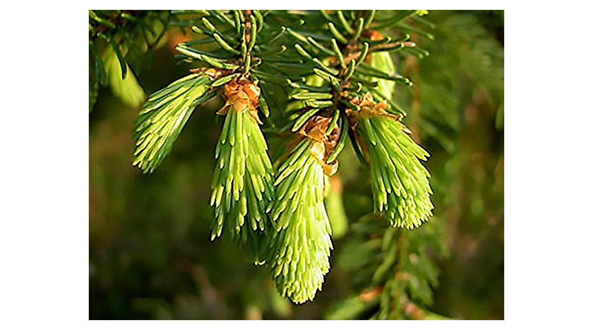 30 Norway Spruce Tree Seeds | Fast-Growing Evergreen for Landscaping