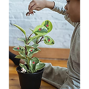 Eipoaks 300PCS Fairy Garden Accessories Outdoor, Miniature Fairy Garden Kit Micro Landscape DIY Ornaments for Home Garden Potted Plant Bonsai Terrarium Dollhouse Decor