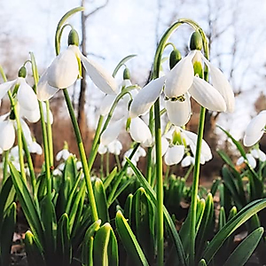 YEGAOL Garden 50Pcs Snowdrop Seeds Galanthus Nivalis Seeds Hardy Low Maintenance Deer & Rabbit Resistant Perennial Indoor Beds Border Plant Ground Covers Flower Seeds