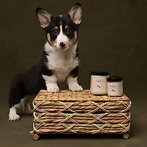 Pet Friendly Candle | Pet Safe Candle | All Natural Soy Candle | Non-Toxic Candle | Pet Odor Eliminator | Clean Burning Candle | Air Freshening Scented | Veterinarian Approved | 4 oz (Horchata)