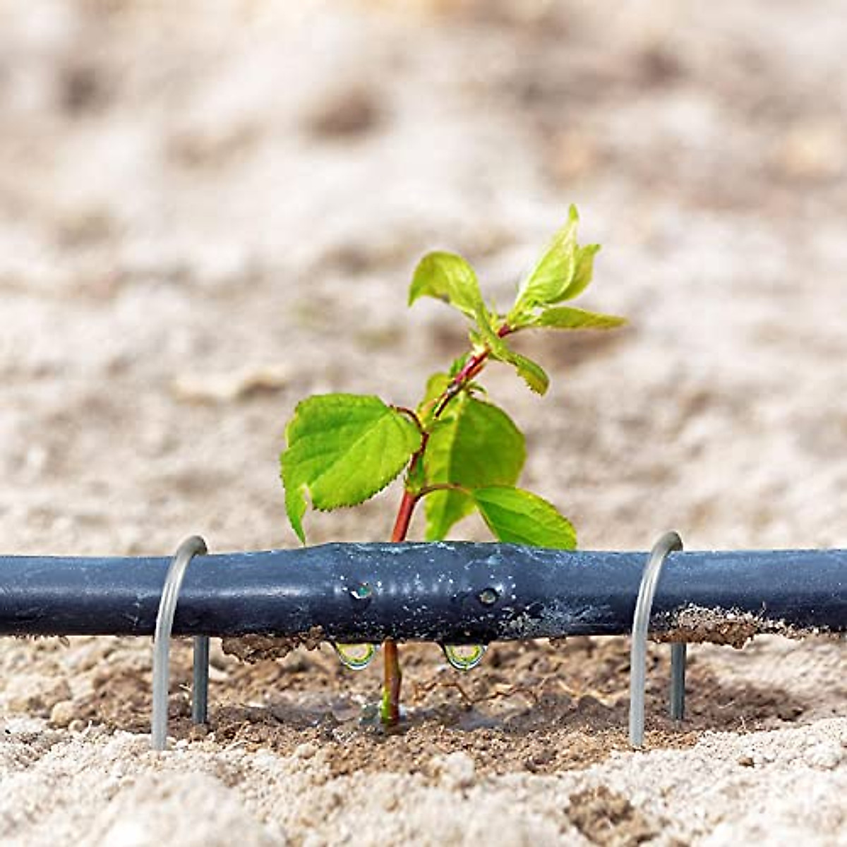 Landscape Staples 6 Inch Galvanized Garden Stakes 150 Pack,Garden Staples Heavy-Duty Sod Pins Anti-Rust Fence Stakes Securing Pegs for Barrier Fabric Irrigation Tubing Hose Weed